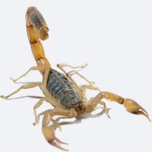 Black Soldier Fly Protein, BSF Protein, Insect Protein Powder ...