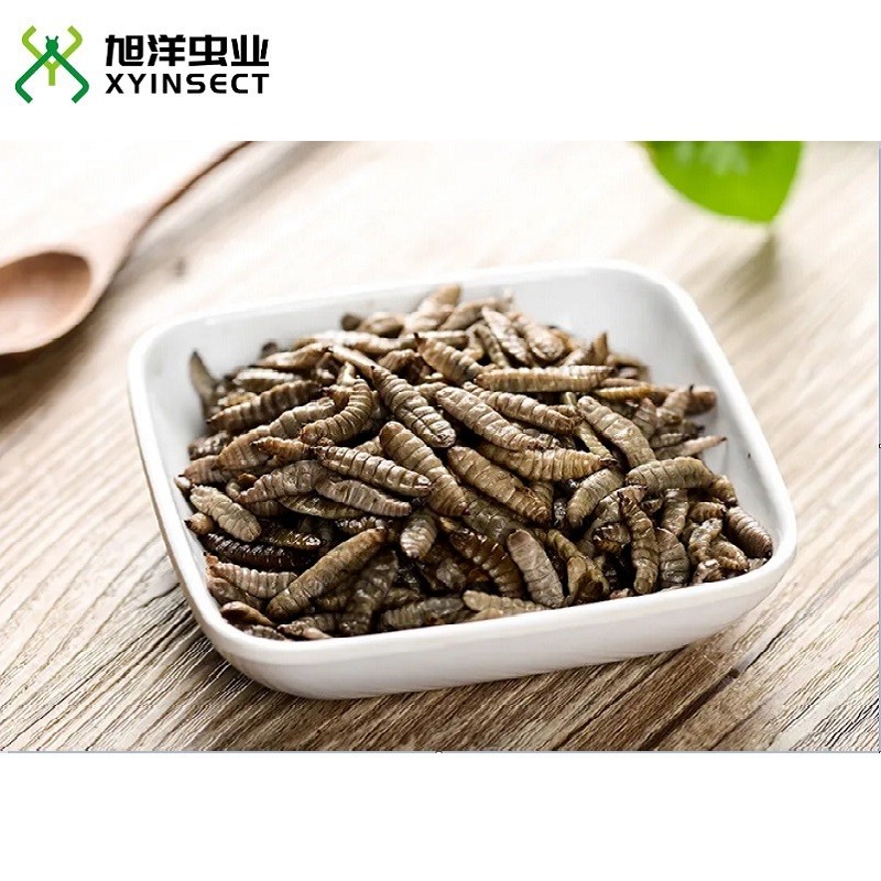 Live Black Soldier Fly Larvae Black Soldier Fly Larvae/BSFL/Calci Worms ...